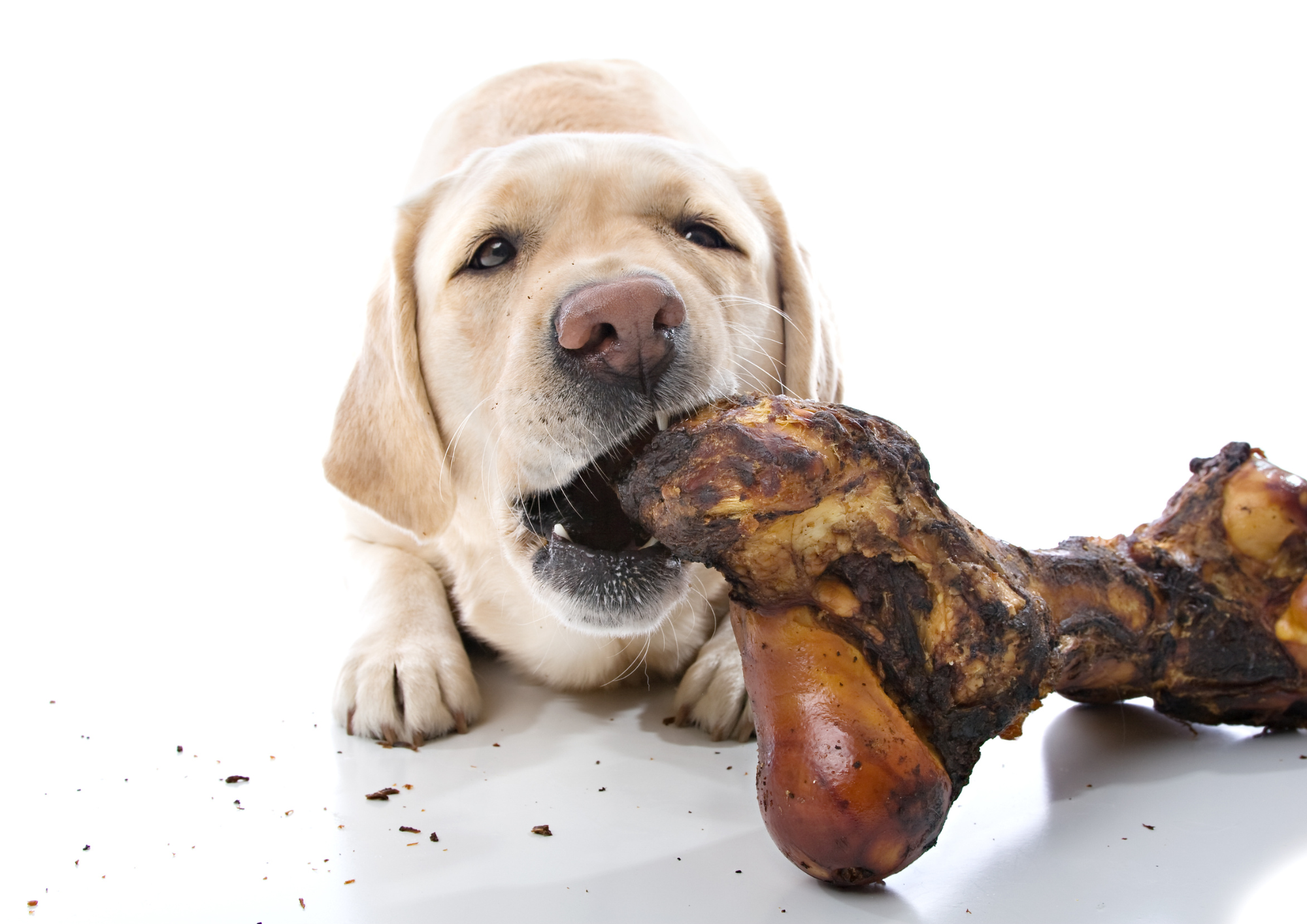 Les meilleures mastications naturelles pour chien en 2025 | Guide ...